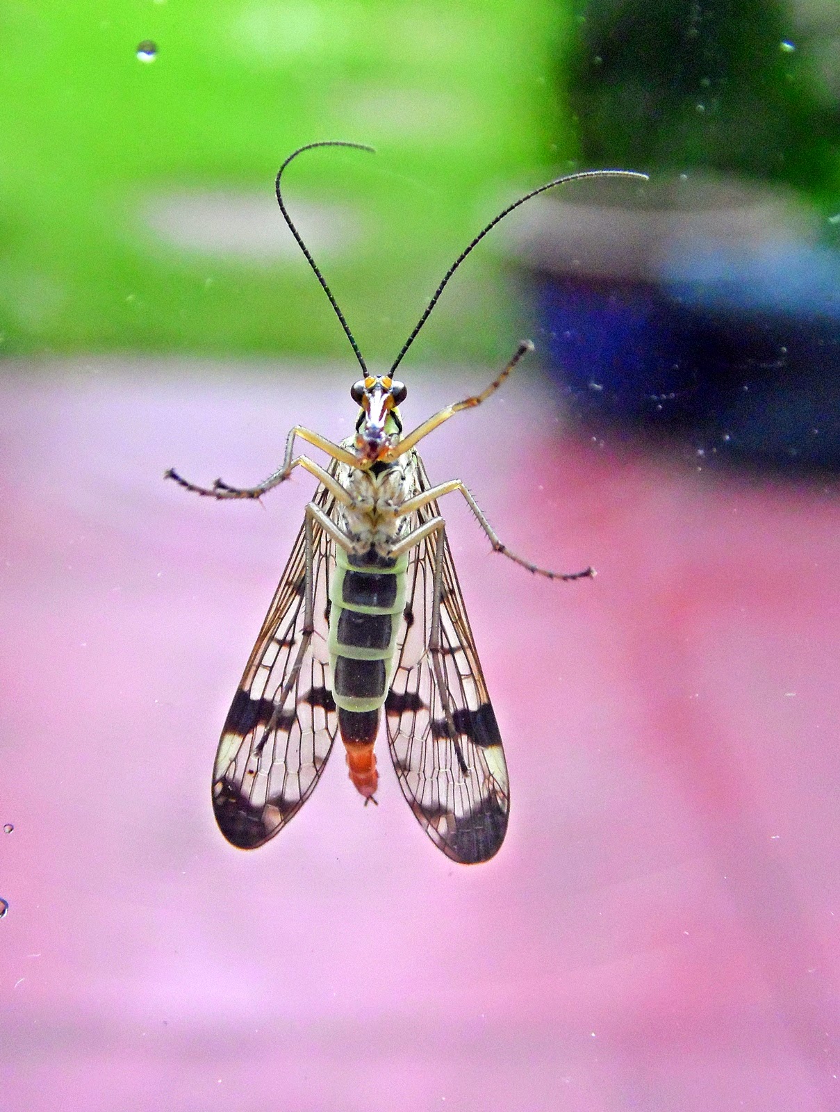 Random Jottings: Flying Things