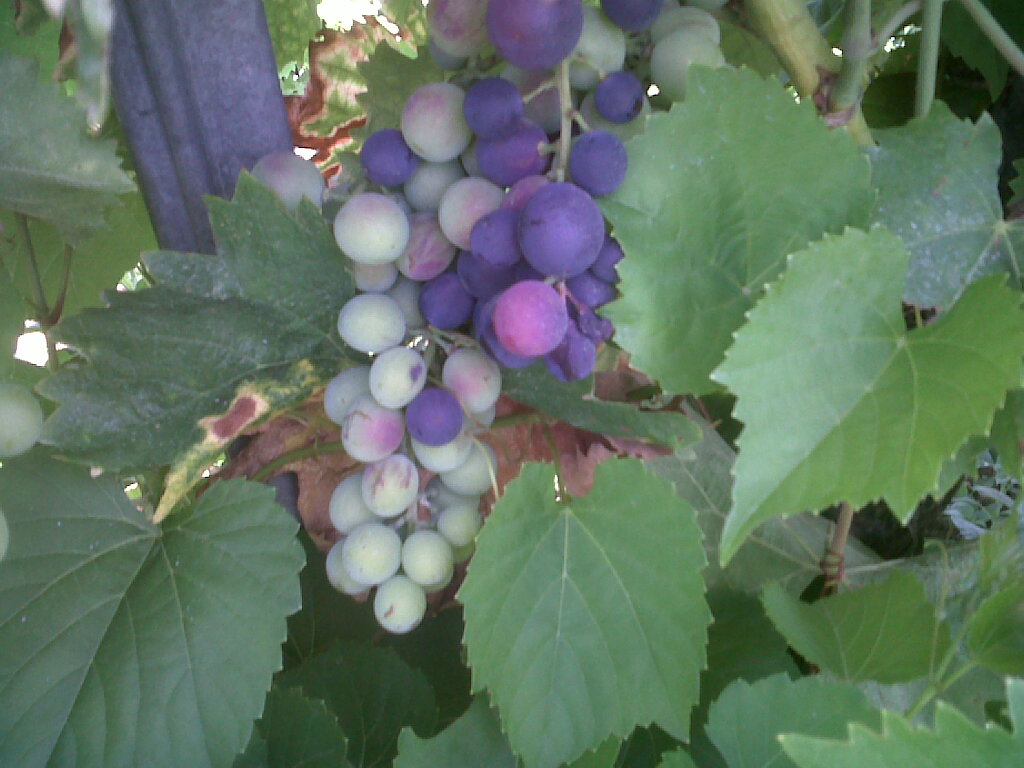 The Spanish Touch - private tours in Spain: Picnic in the Vineyard -The ...