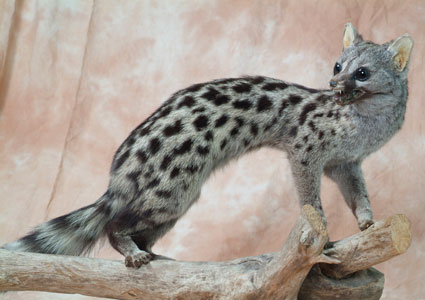 La genette possède 40 dents dont 20 sur la partie supérieure de la ...