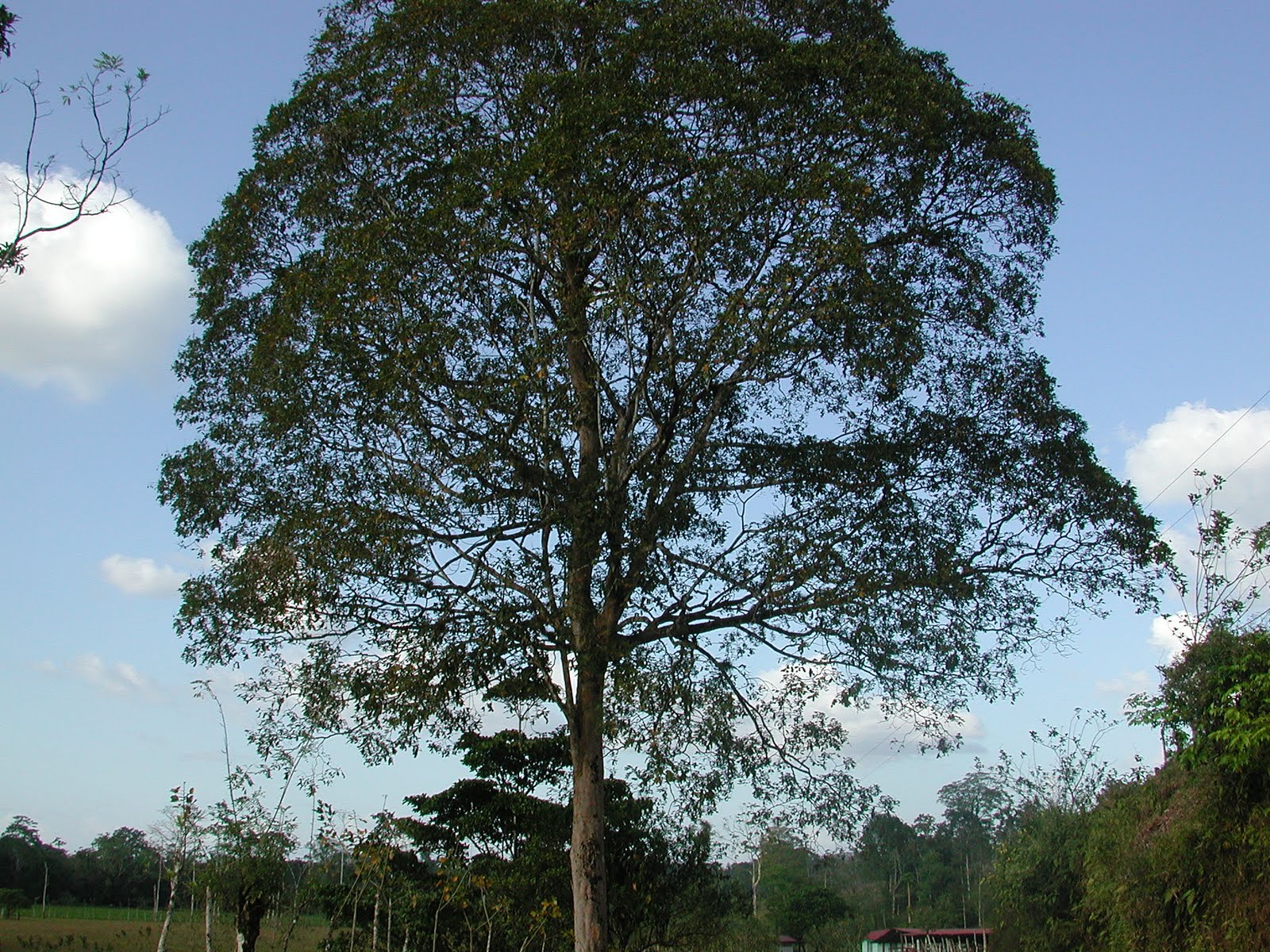 Compañeros de viaje: Almendro amarillo (Dipteryx panamensis)