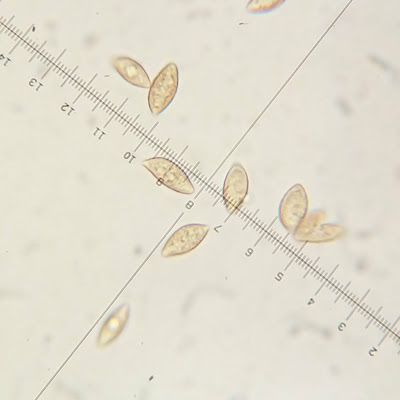 Misidentifying Fungi: 2017