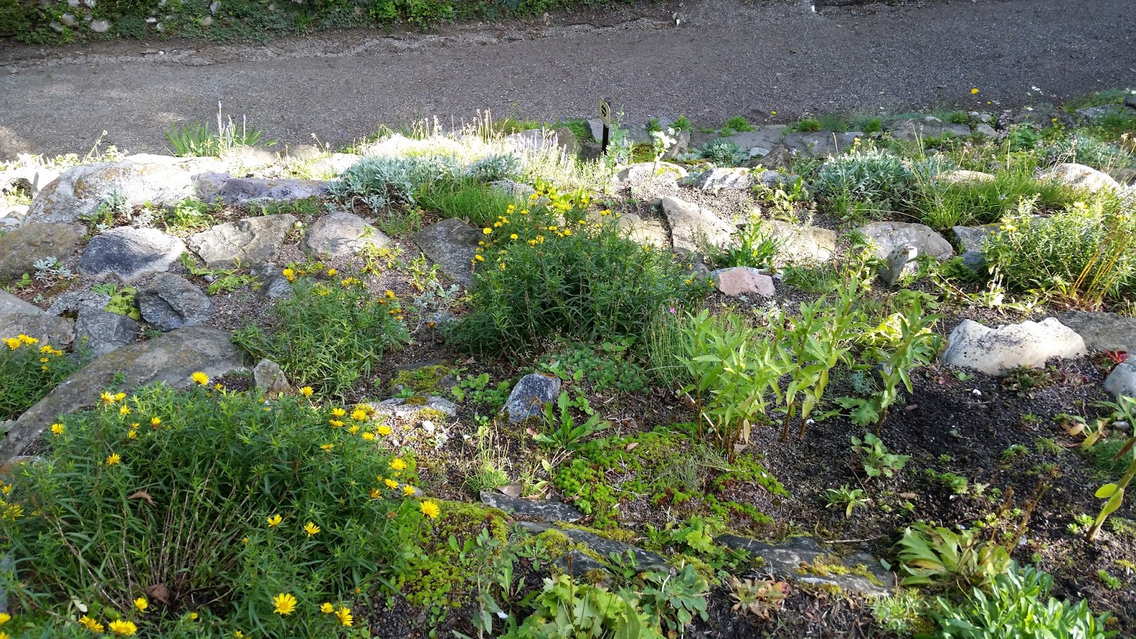 Renaissance Men: Calgary Parks; Reader Rock Garden