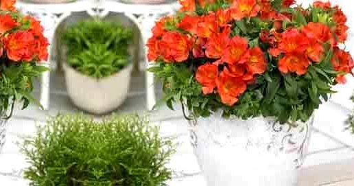 Alstroemeria Plant - Garden Nursery Adelaide | Gardener's Treasures