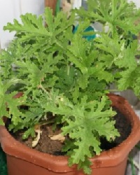 Anim Agro Technology: POKOK JEREMIN - HALAU NYAMOK