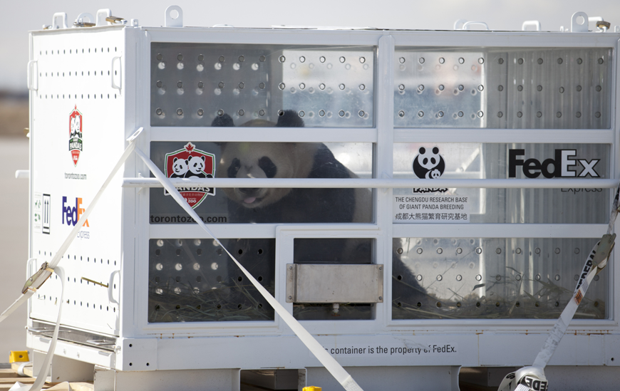 Flyingphotos Magazine News: FedEx Makes Historic Panda Delivery to ...