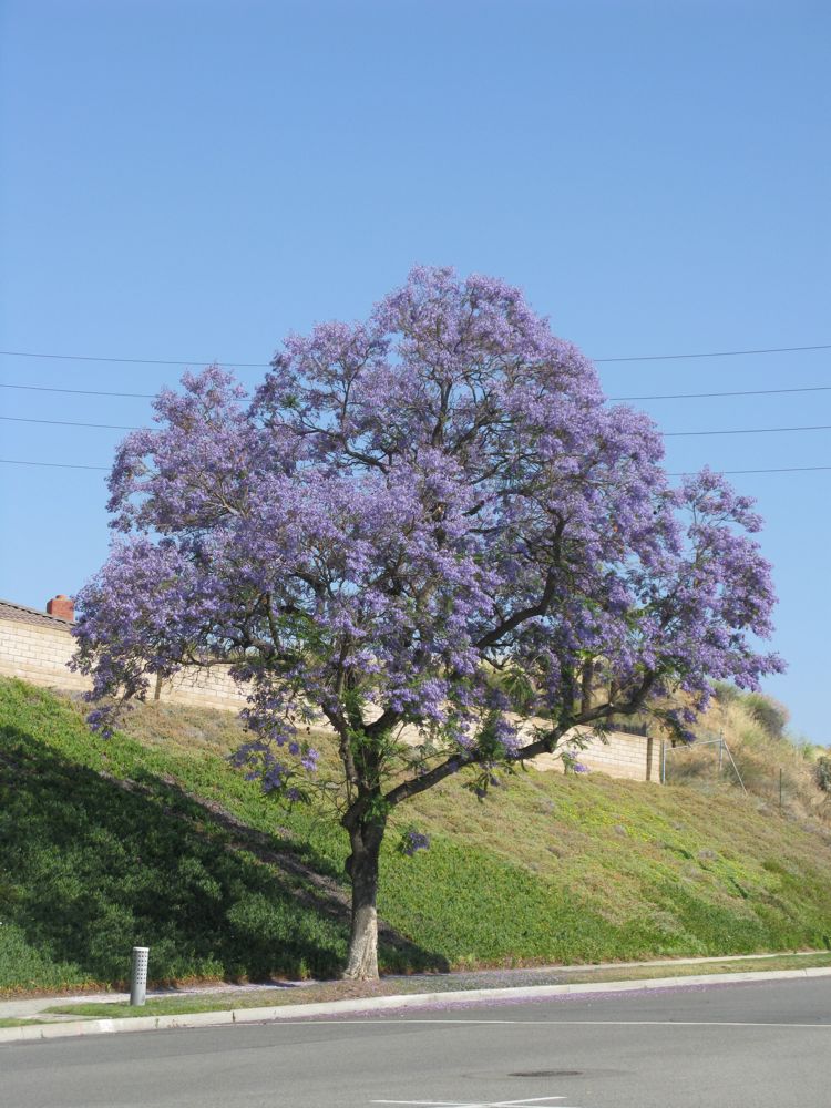 OccasionalPiece: Jacaranda Trees