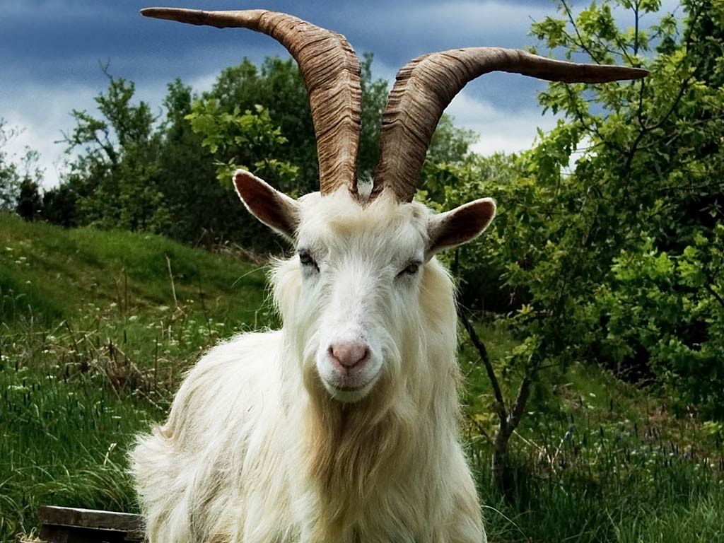 gambar: Gambar Kambing Lengkap