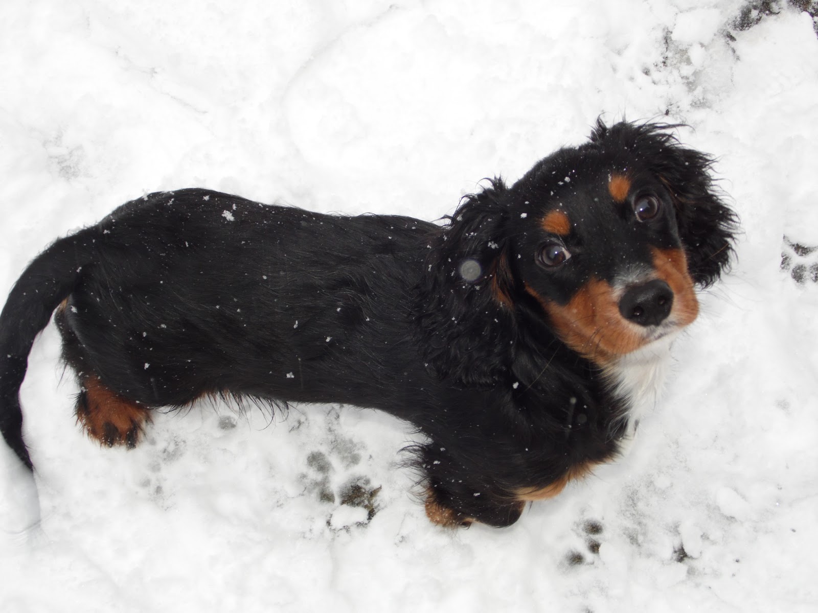 Worldly Wonders: Dashalier