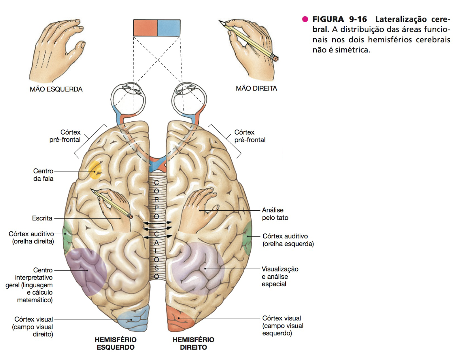 lateralização cerebral