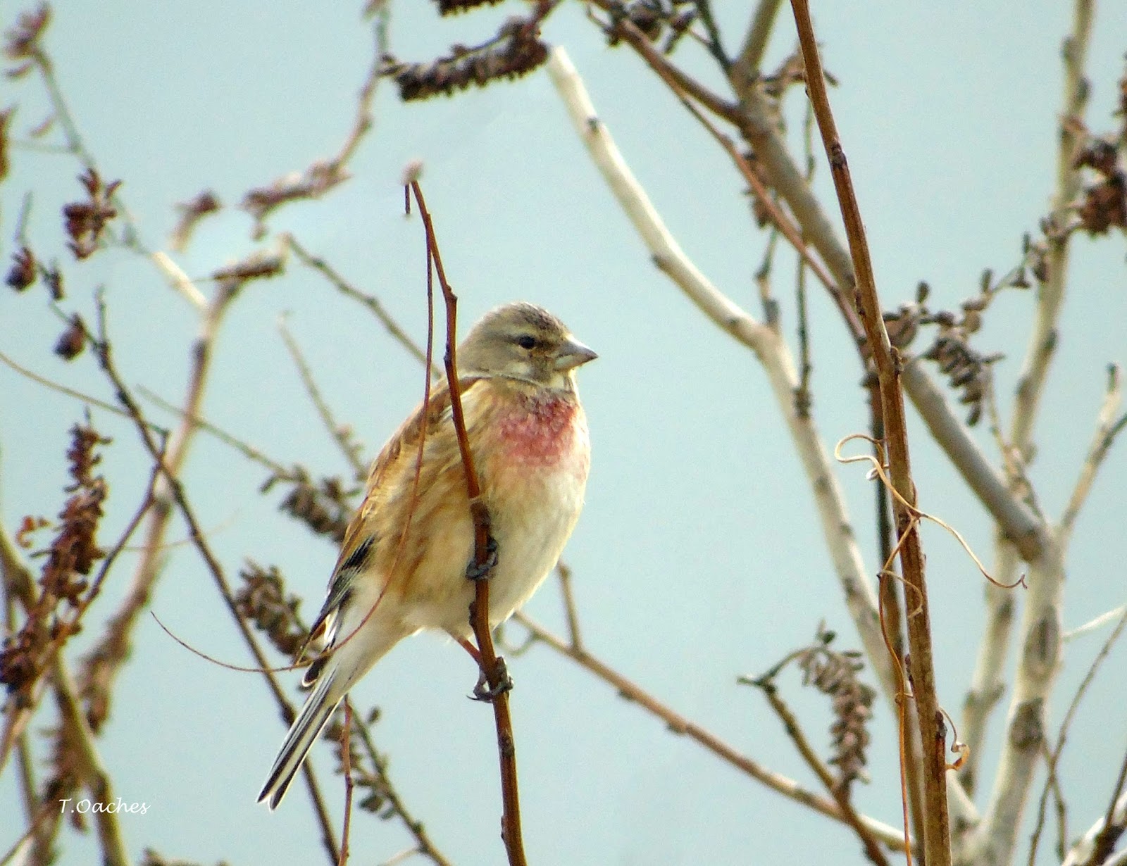PASARI DIN ROMANIA: CANEPAR (Pietrusel), Linaria cannabina