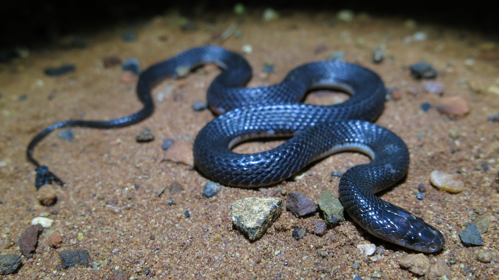 Soutpansberg Centre for Biodiversity and Conservation : Soutpansberg ...