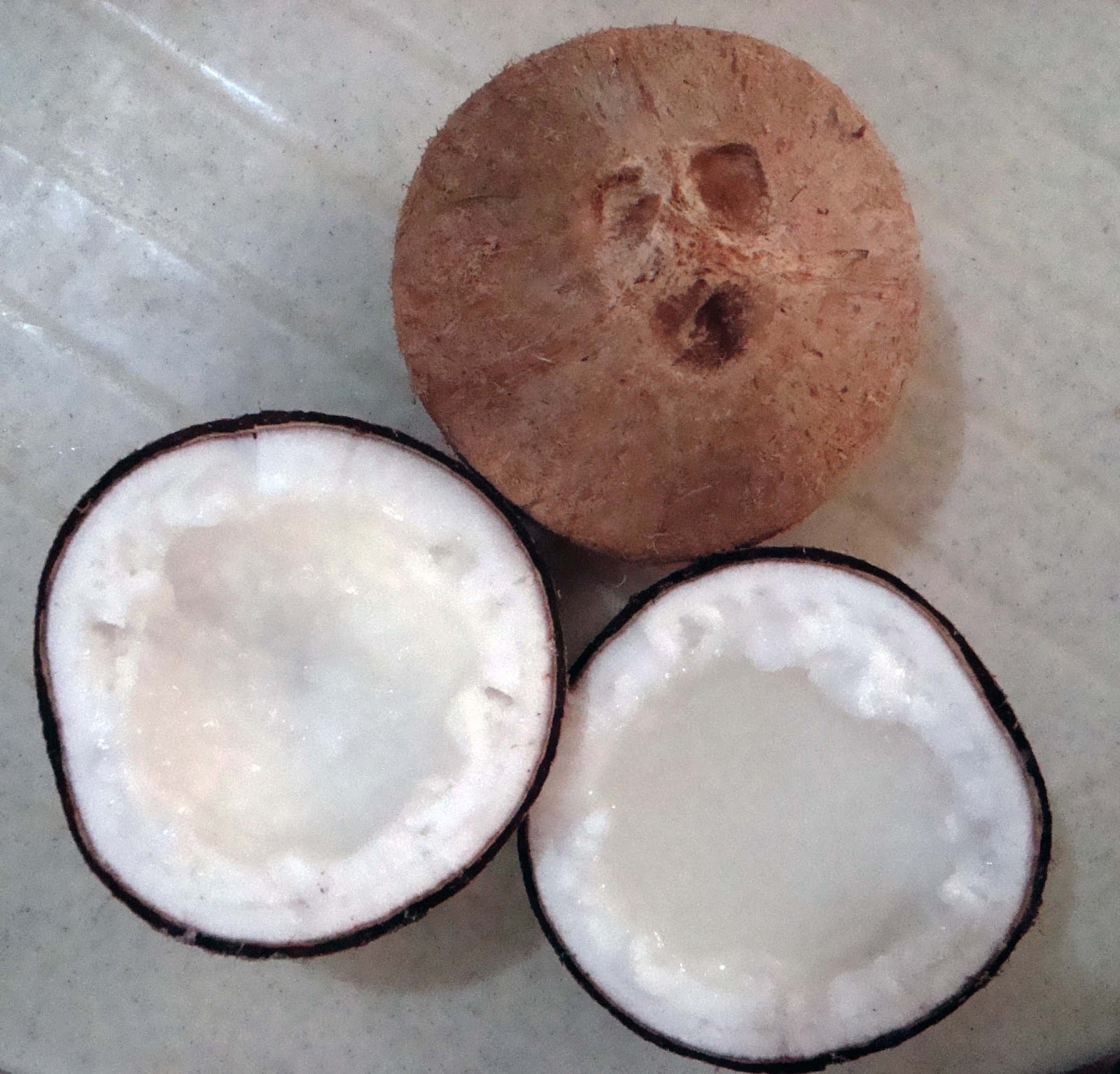 Living with Nature - School on Blog by Dr. Abercio V. Rotor: Macapuno ...