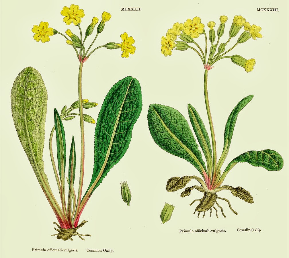 HOW TO PROPAGATE COWSLIPS AND PRIMROSES |The Garden of Eaden