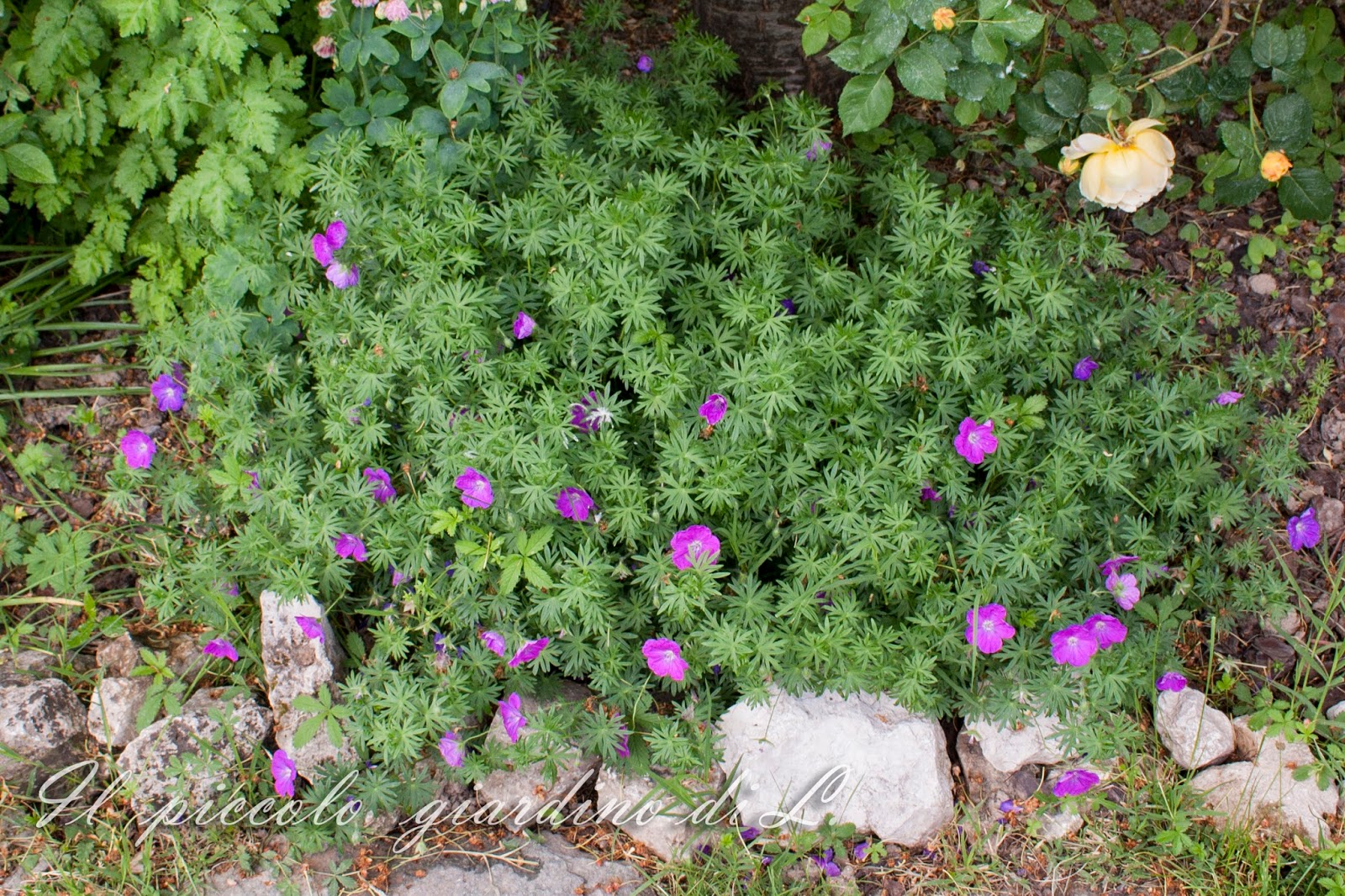 Il piccolo giardino di L.: Geranium a volontà!
