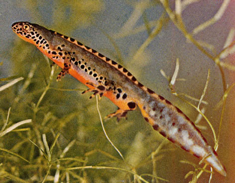 Imágenes del mundo animal: Tritón