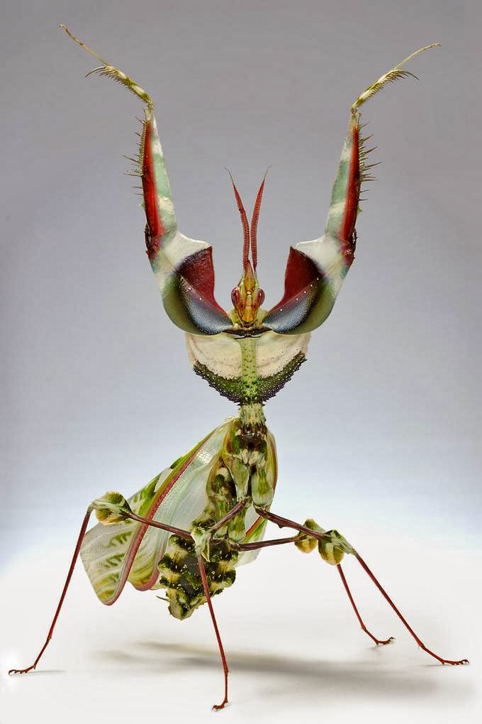 Praying Mantis