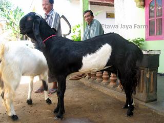 Agro Farming Business In India: Goat breeds suitable for farming in ...