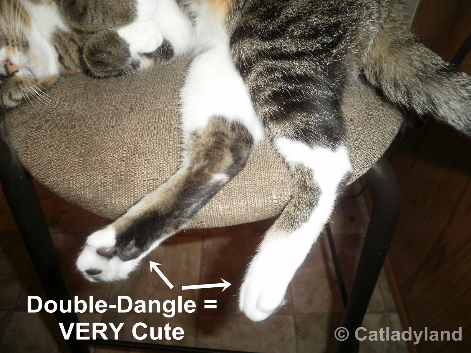 Catladyland: Cats are Funny: My Angle on the Leg Dangle