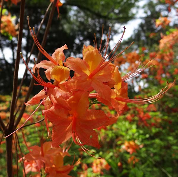Reflections From the Fence: Happy Easter, Azaleas From Statesboro Georgia