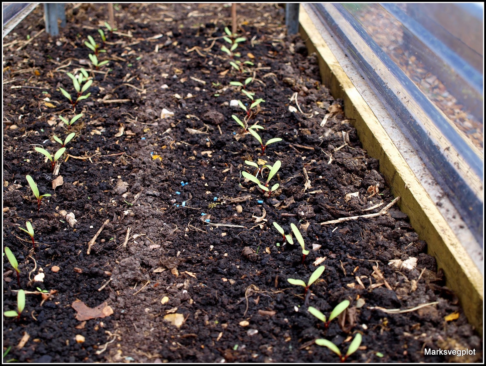 Mark's Veg Plot: Sowing, planting, thinning...