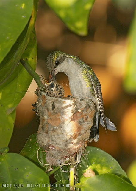 mis fotos de aves: Chlorostilbon lucidus Picaflor Verde Glittering ...