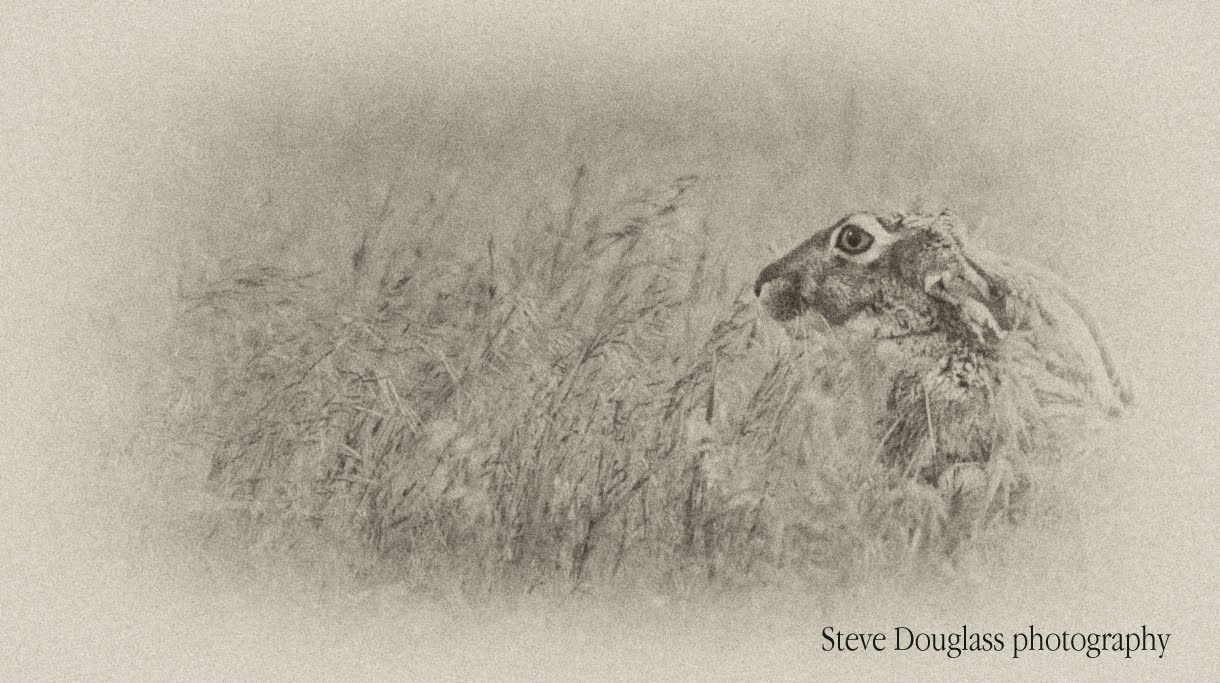 Dust Bowl Echoes: "BIG RABBIT DRIVE THIS WEEKEND -BRING CLUBS"