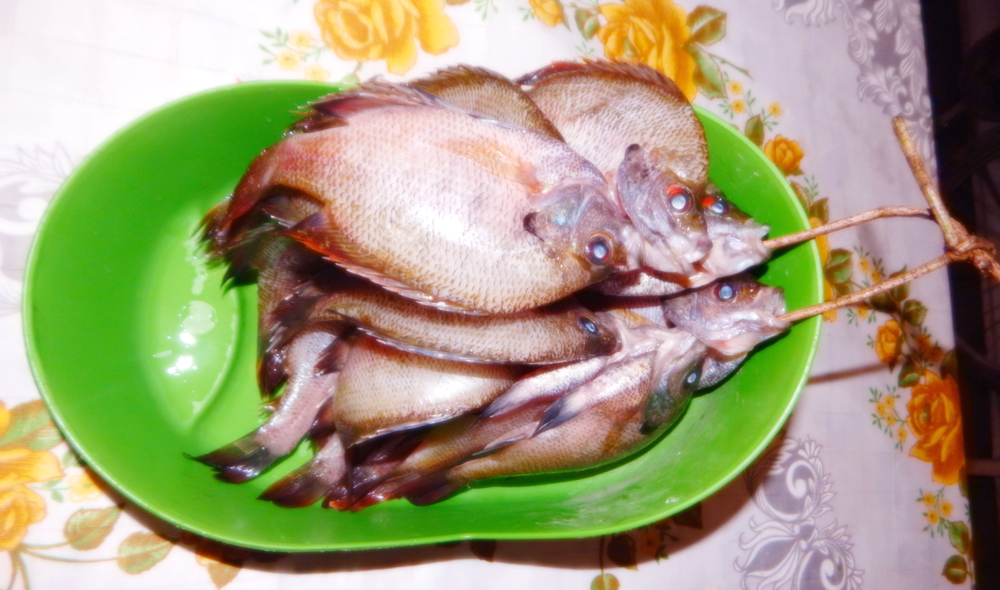 Blog Caracol de Agua: La pesca de mojarras