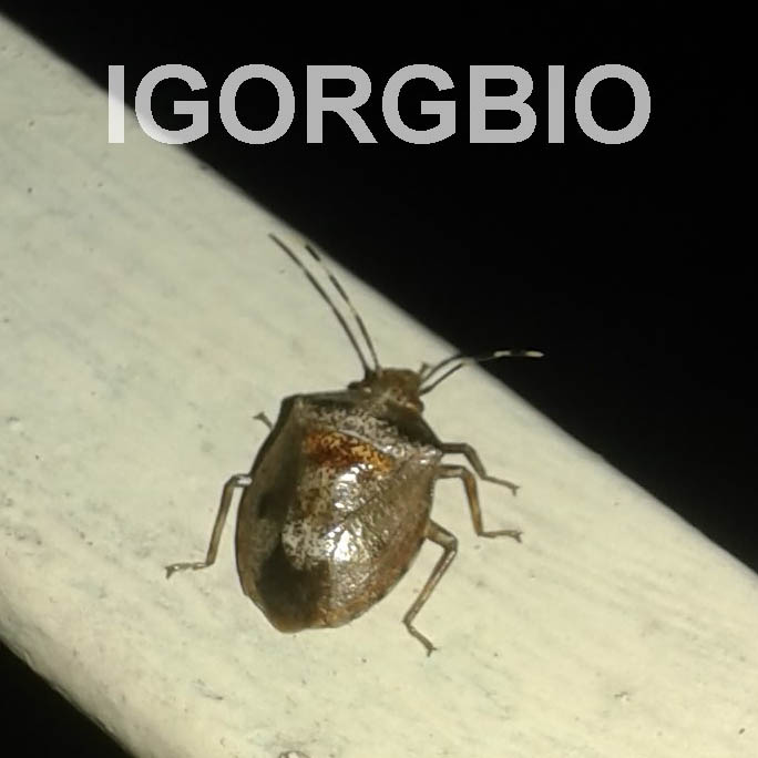 Insetologia - Identificação de insetos: Maria-Fedida Antiteuchus em ...