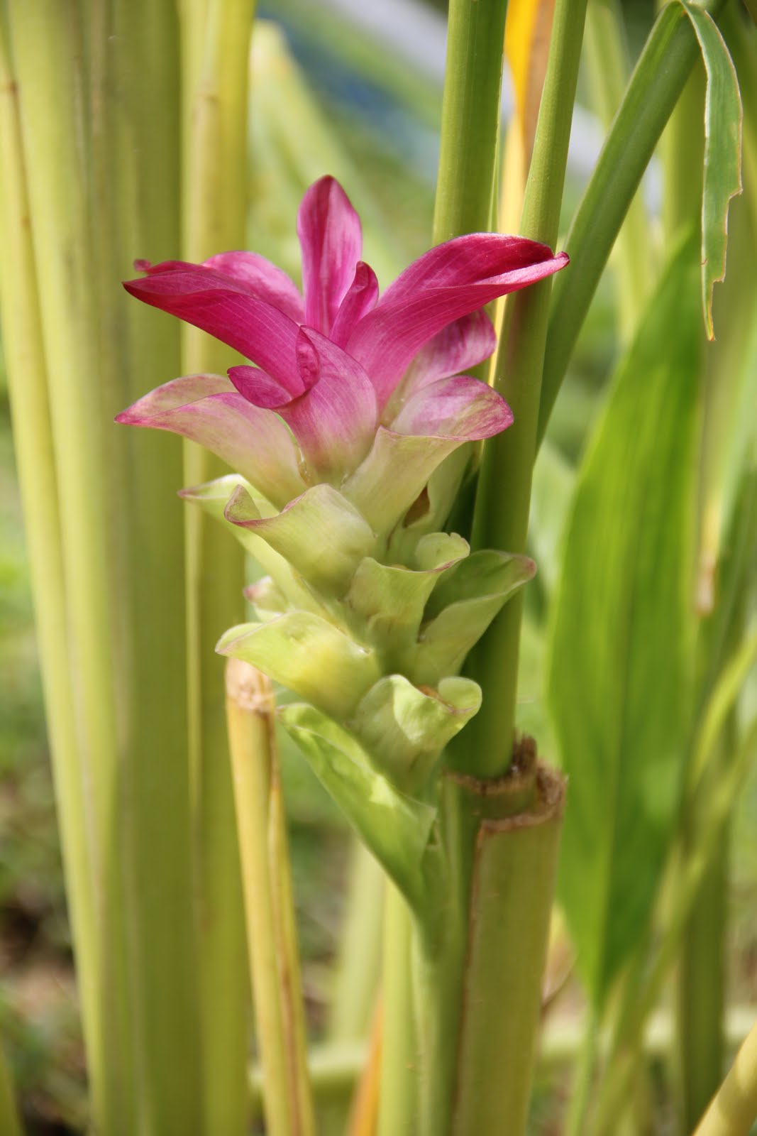 *Jiwa-Jawi Anak Terengganu*: Bunga Lengkuas