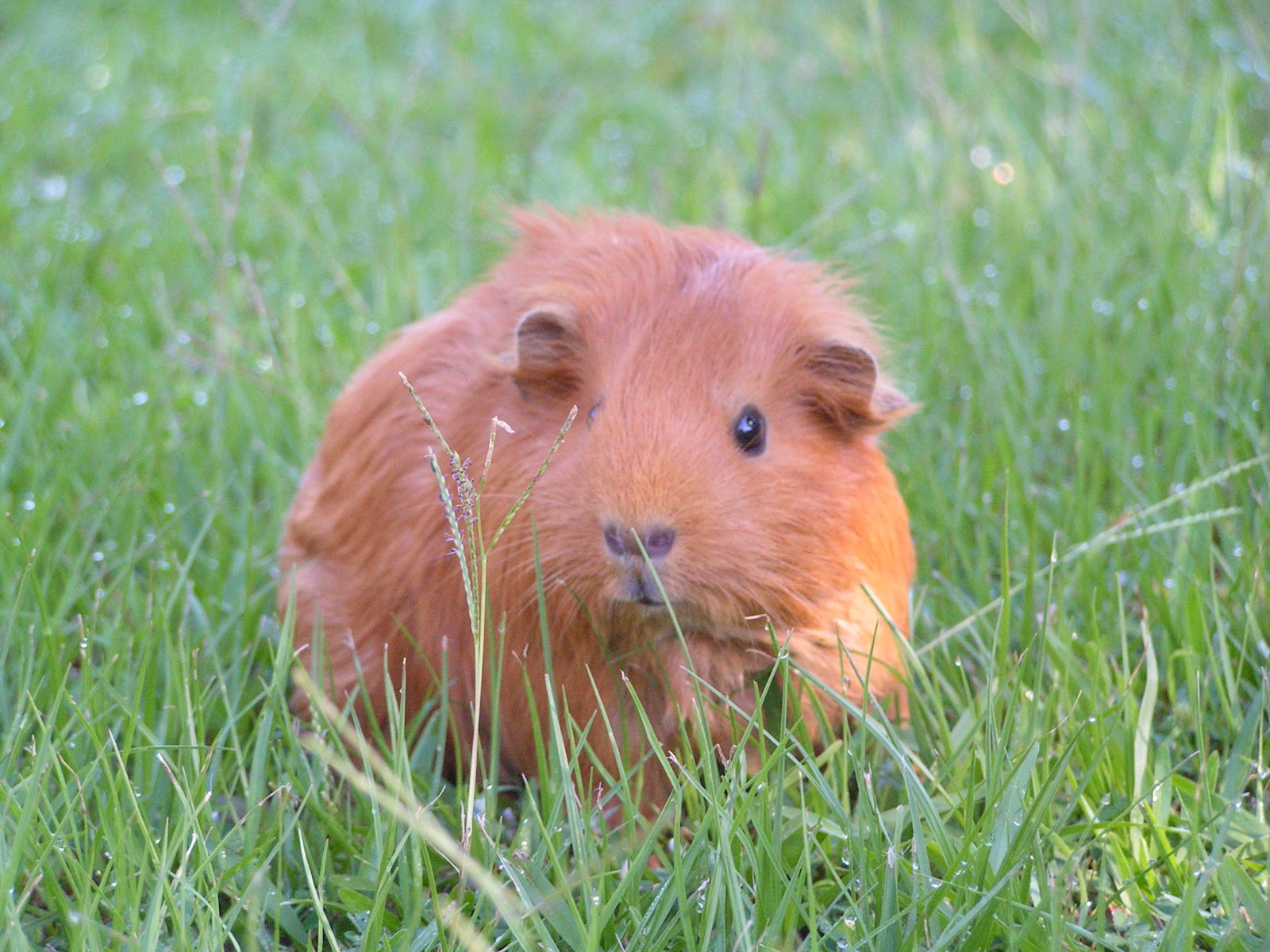 little guinea pigs: Guinea Pig Care