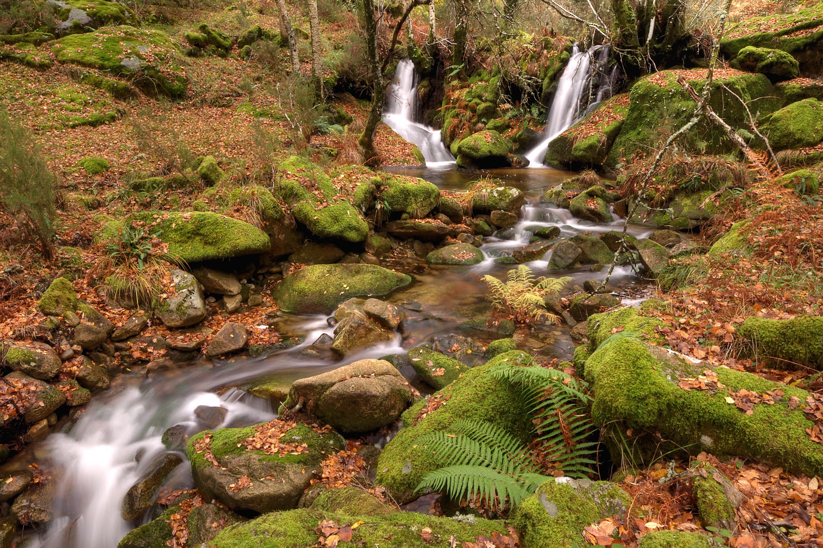 O Que Significa Regatos - LIBRAIN