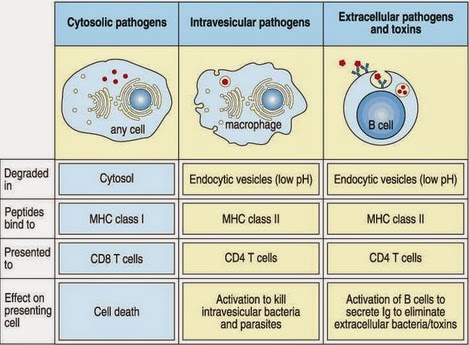 Les maladies auto-immunes : une guerre contre soi: De l'immunité ...
