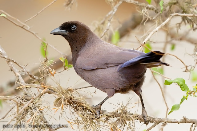 mis fotos de aves: Cyanocorax cyanomelas Urraca Morada Purplish Jay