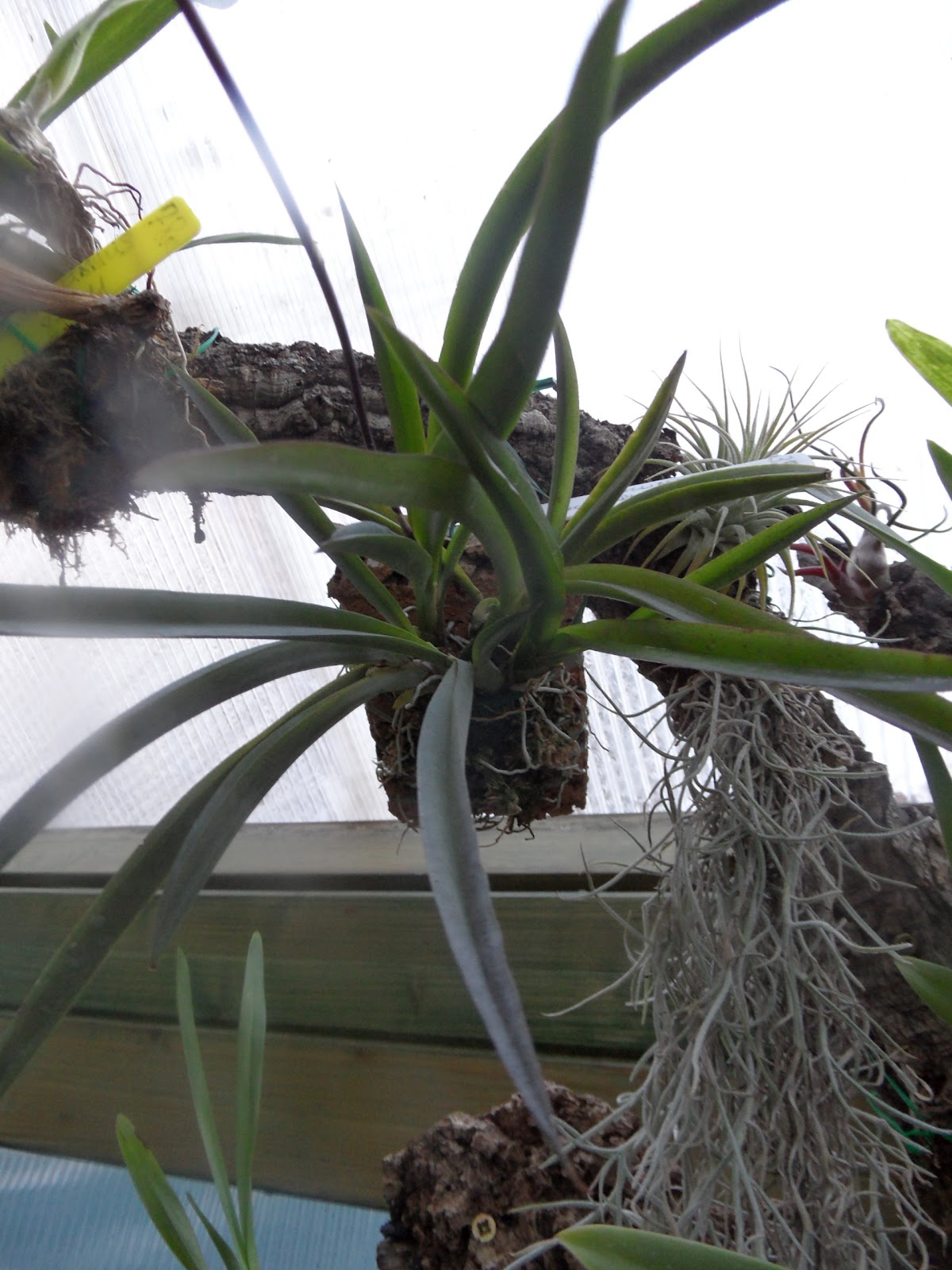 Orquídeas Blog de Angel Mar: Tolumnia equitant (Oncidium equitant)