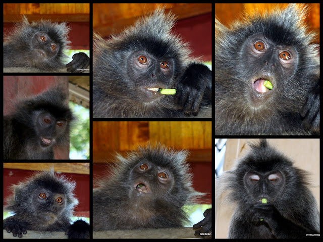 Monkeys and Dogs: Monkey Collage