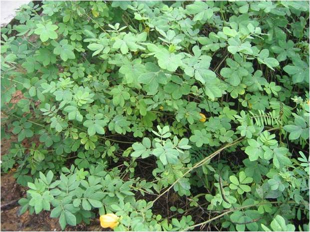 Penanaman Tanaman Bermanfaat di Perkebunan ~ SEWA TANAMAN HIAS