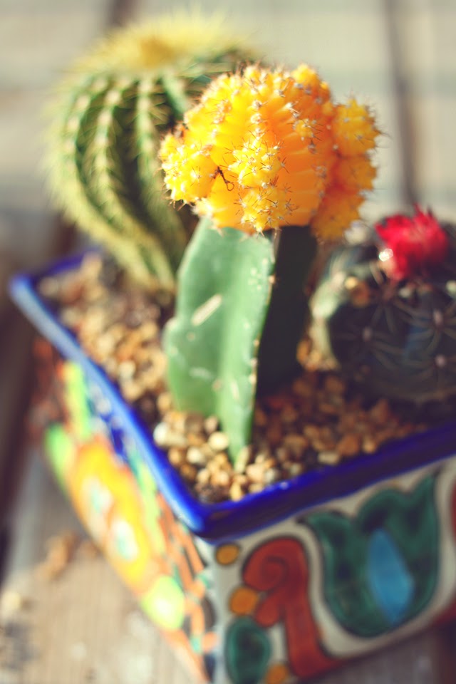 She Plants Things: A Cacti Garden | She Learns Things