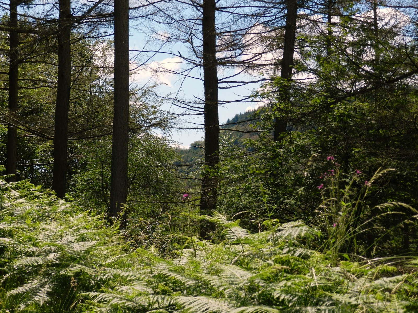 Forest Drive Cwmcarn