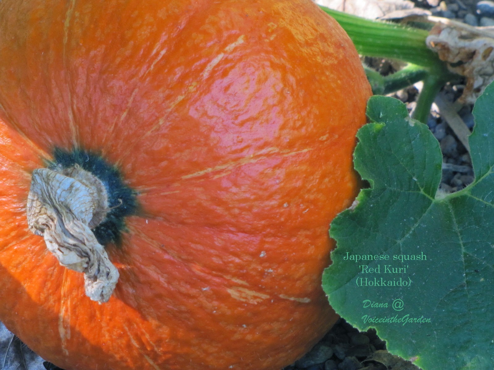 Voice In The Garden: Fruits From The Garden