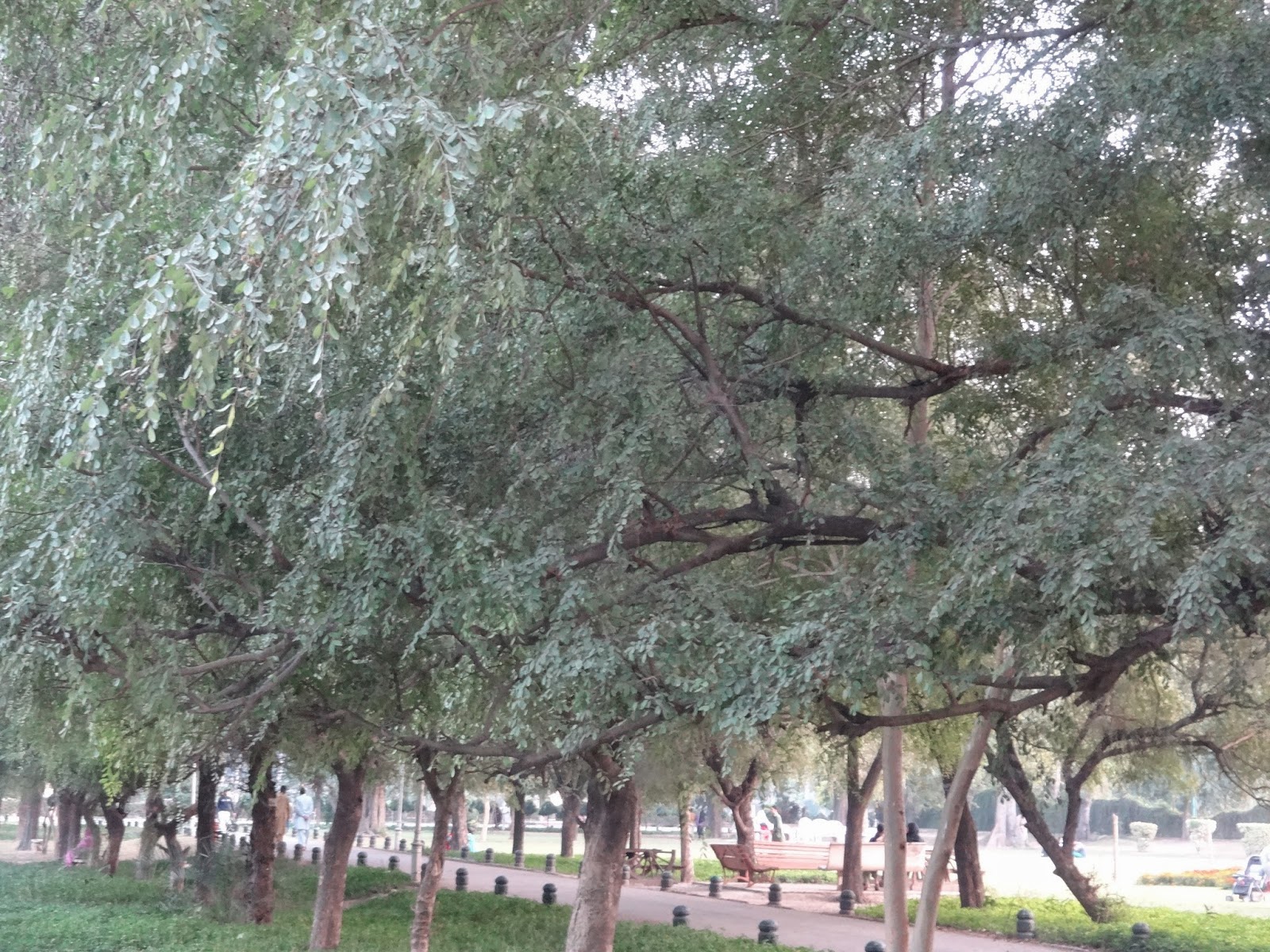 Plants of Lahore - Pakistan: Anogeissus accuminata, Dhokra tree
