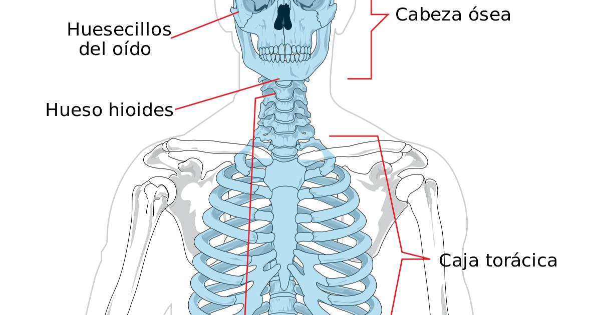 Healthy Lifestyle: EL ESQUELETO AXIAL Y CARACTERÍSTICAS GENERALES DE ...