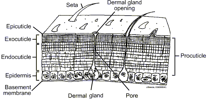 ~ Laboratorio de Insectos