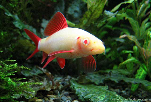Funny Pictures Gallery: Rainbow shark fish, albino rainbow sharks, red ...