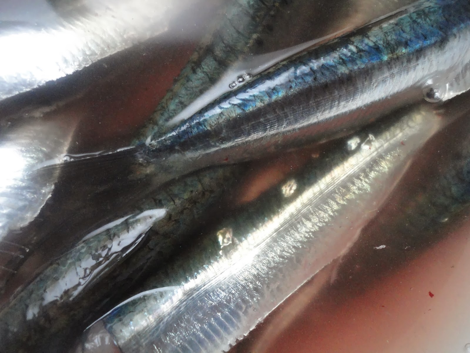 COCER & CANTAR : Filetes de sardina marinados en salsa teriyaki