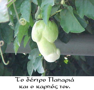 Evia in: Η ΠΑΠΑΡΙΑ! ένα παρεξηγημένο σπάνιο φυτό που στην Ελλάδα των ...