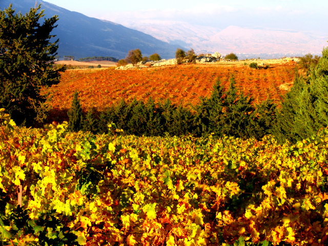 Jim's Loire: Lebanon: wineries and vines from CWW November 2005 trip