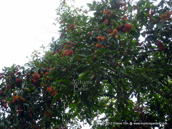 My Nice Garden: We Have Tico Berry at KLCC Park