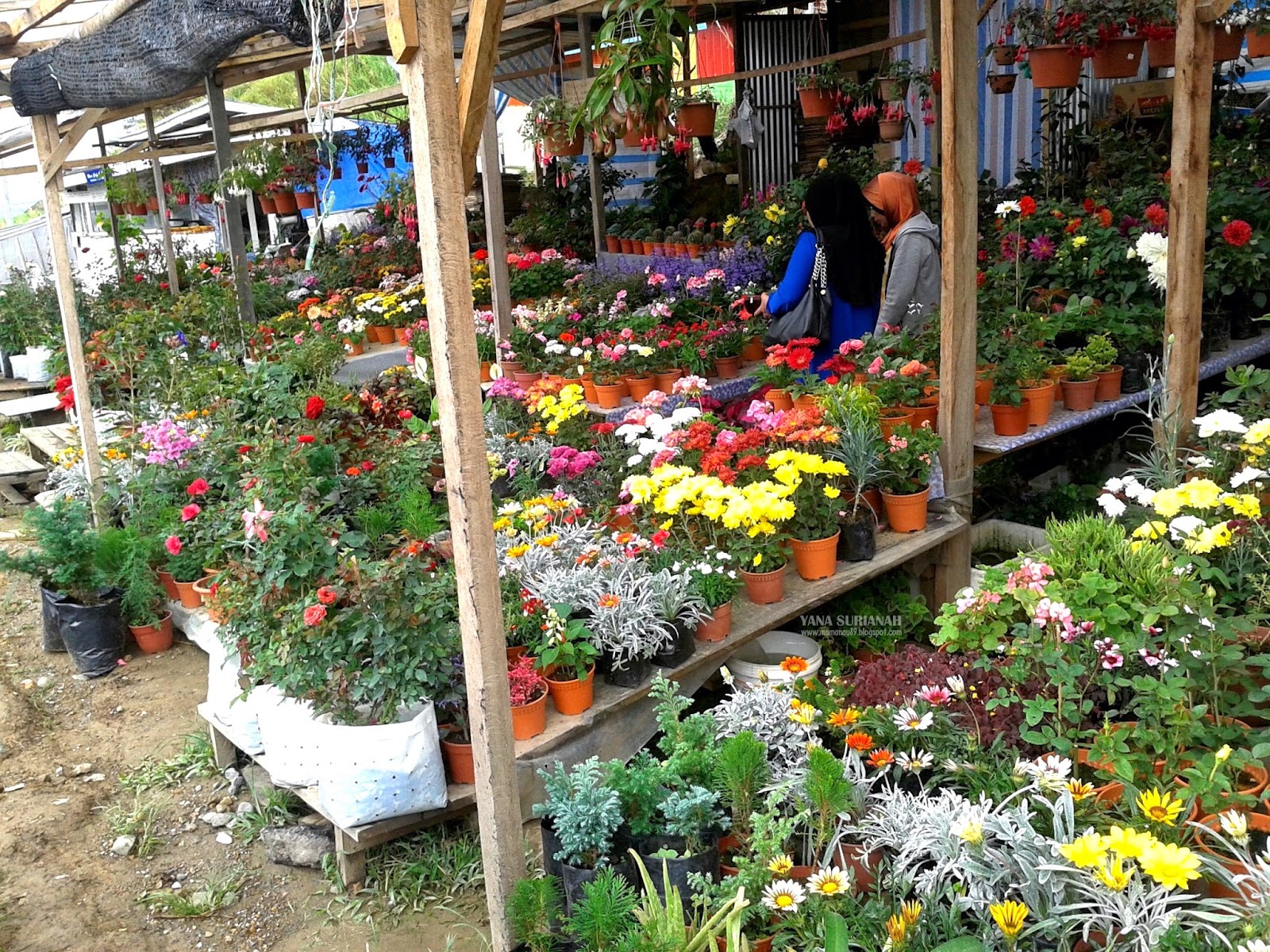Beli Bunga dan Sayur di Kundasang, Sabah - yana ssurianah blog