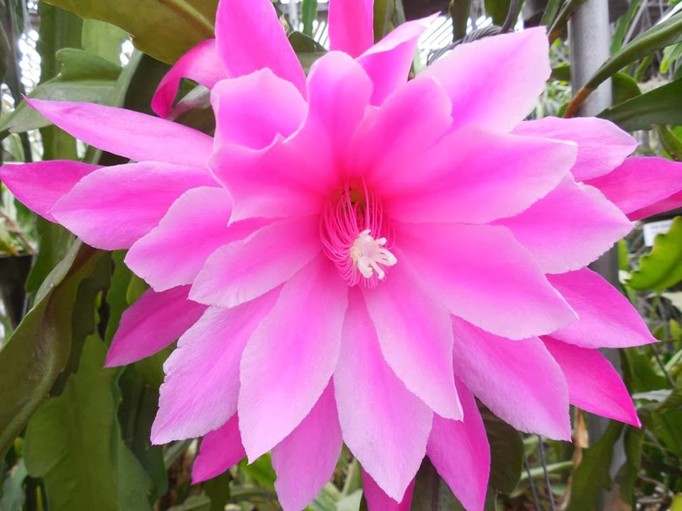 The Epiphyllum Garden: February 2014