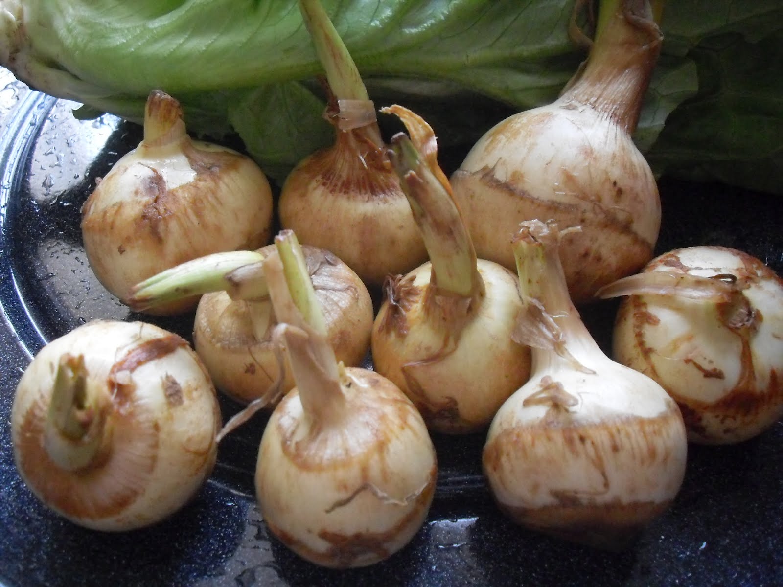 Arrowhead Root Wrap (Nga Ku)